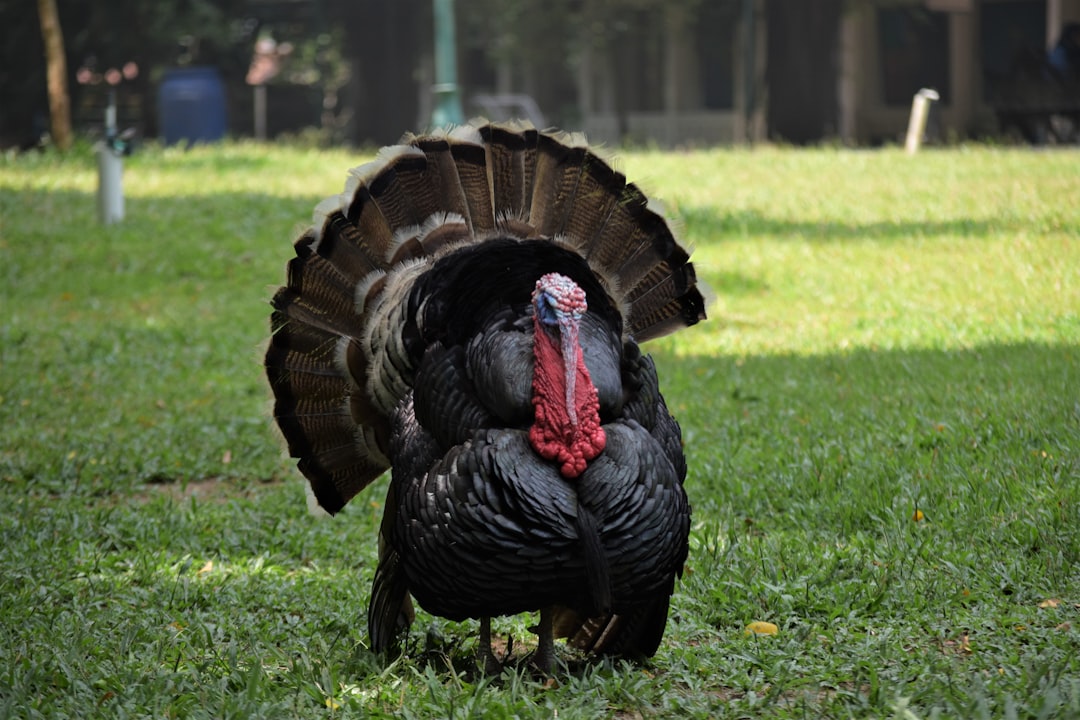 How the Turkey Is a Spiritual Symbol for Indigenous Native Americans ...