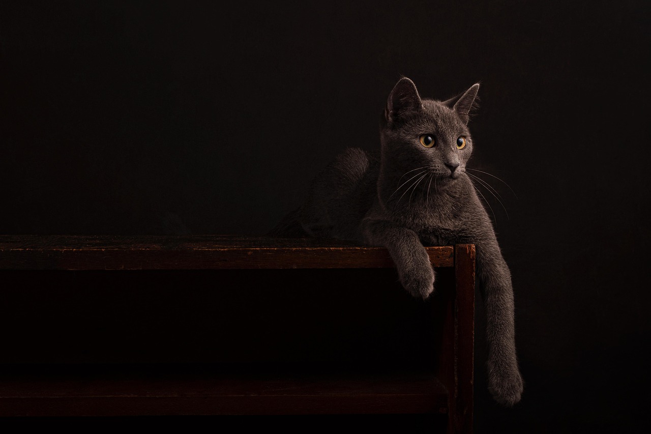 Why Every Person Has a "Shadow Animal" That Reflects Their Fears ...