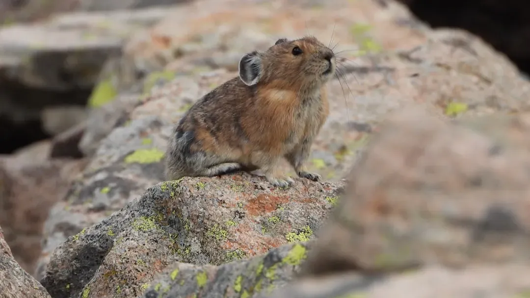 10 Incredible Facts About the Pika - The Tiny Alpine Mammal Hidden in ...