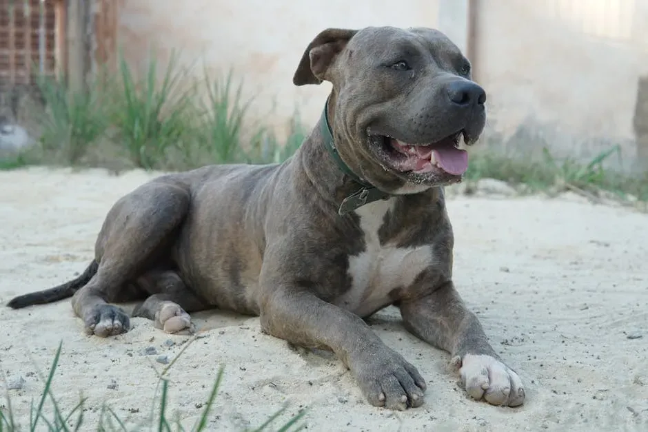 17 Once-Popular Dog Breeds Shelters Can No Longer Find Homes For ...