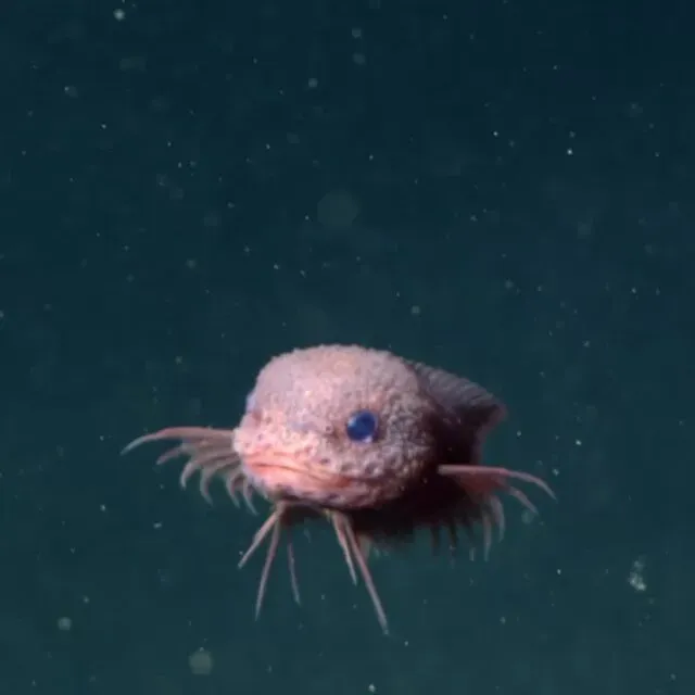 10 Fascinating Deep-Sea Creatures Discovered In The Ocean's Mysterious ...