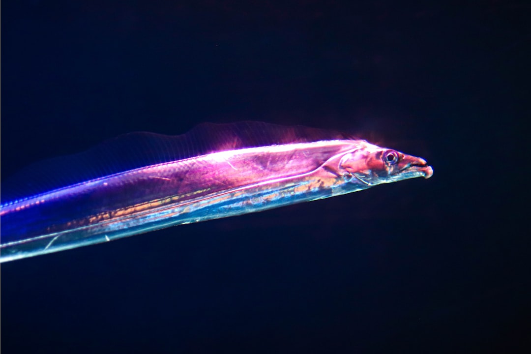 Why the Ocean's Deepest Creatures Seem Almost Supernatural - Animals ...