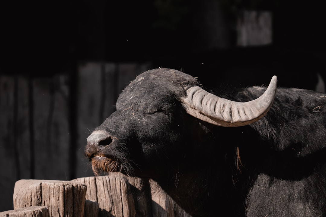 These Native American Tribes Revered the Mighty Buffalo: A Closer Look ...