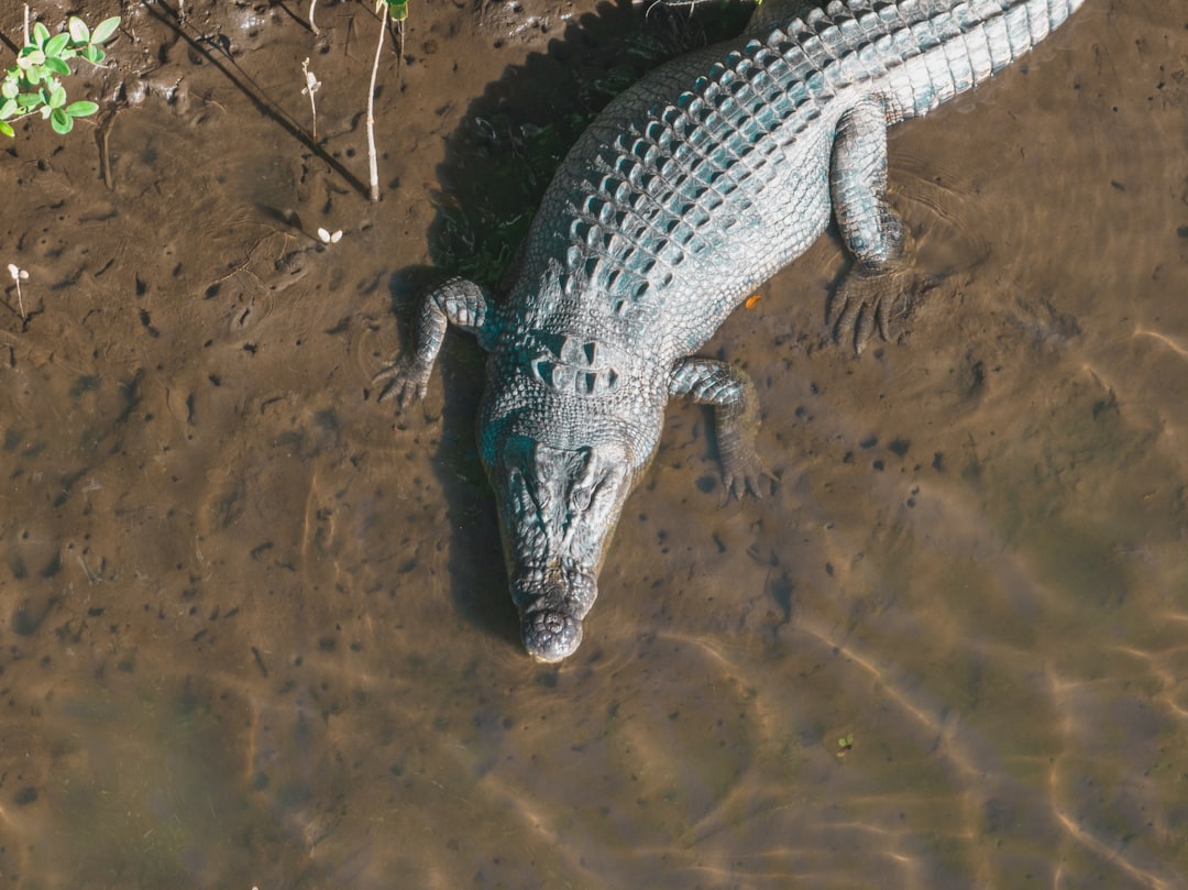 What Happens If You Stare Into the Eyes of an Alligator? Biologists ...