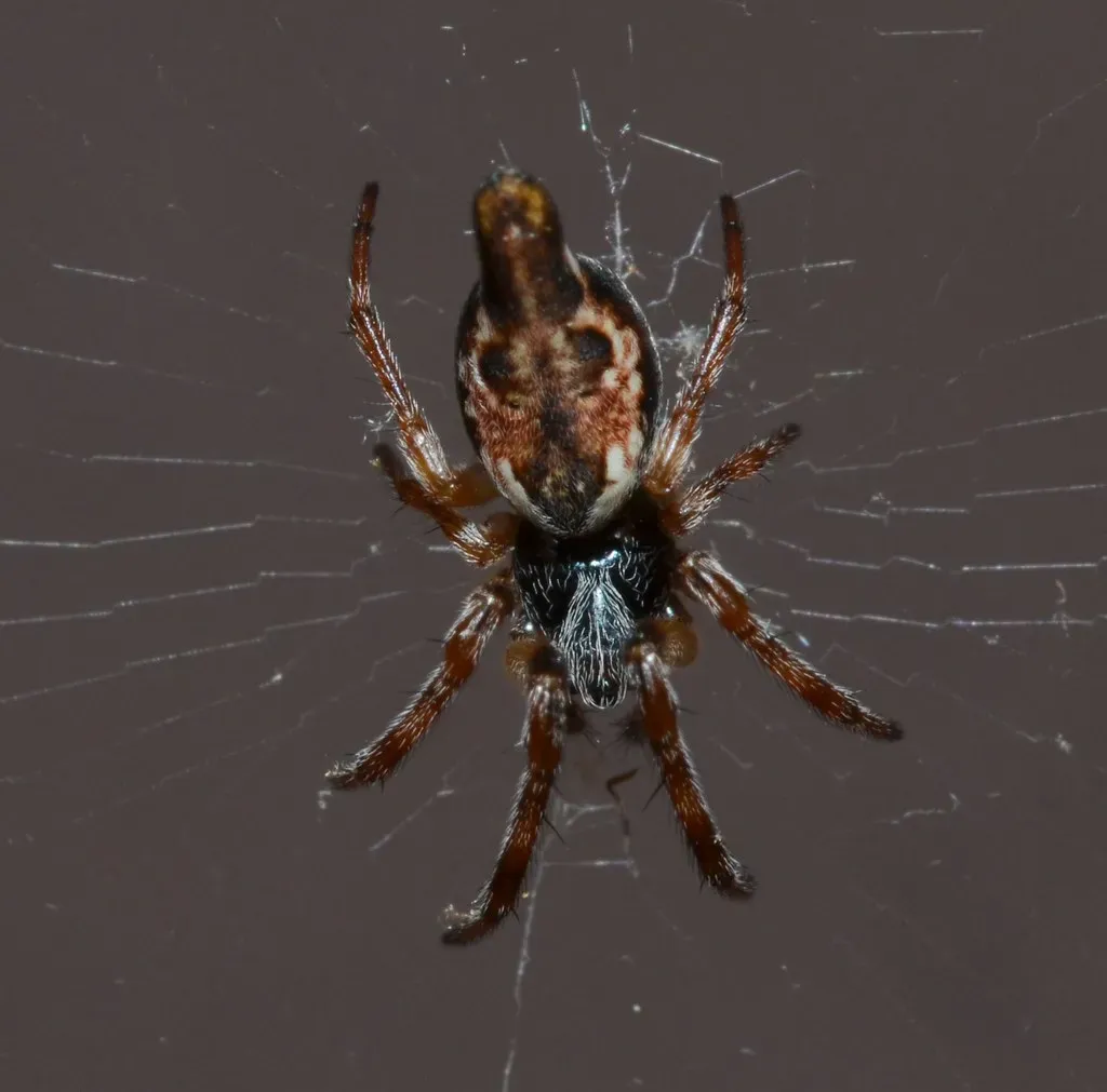 15 Fascinating Creatures Discovered in the Amazon Rainforest - Animals ...