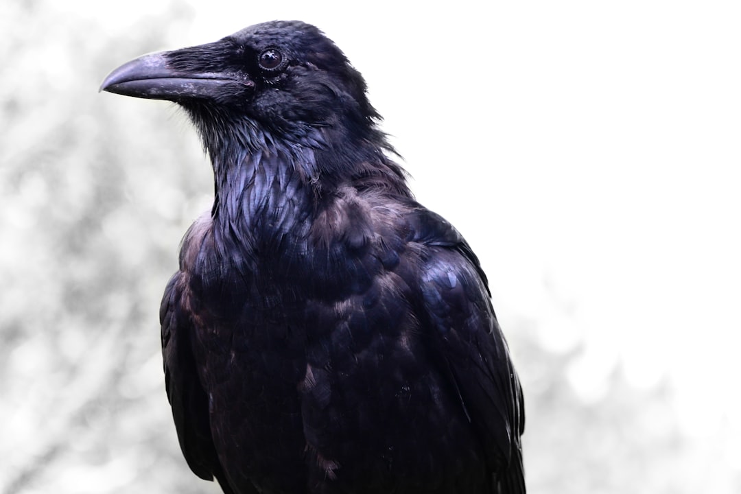 12 Smartest Animals in the World (That Aren't Apes or Dolphins ...