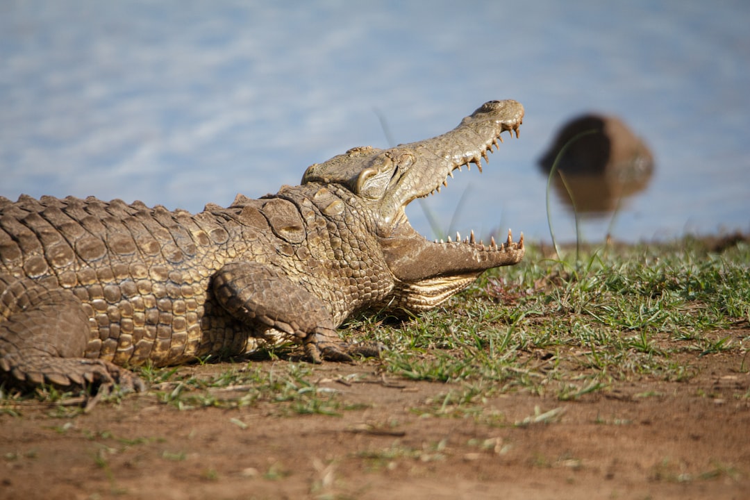 Lion vs. Crocodile: Who Really Wins When Kings Collide? Experts Weigh ...