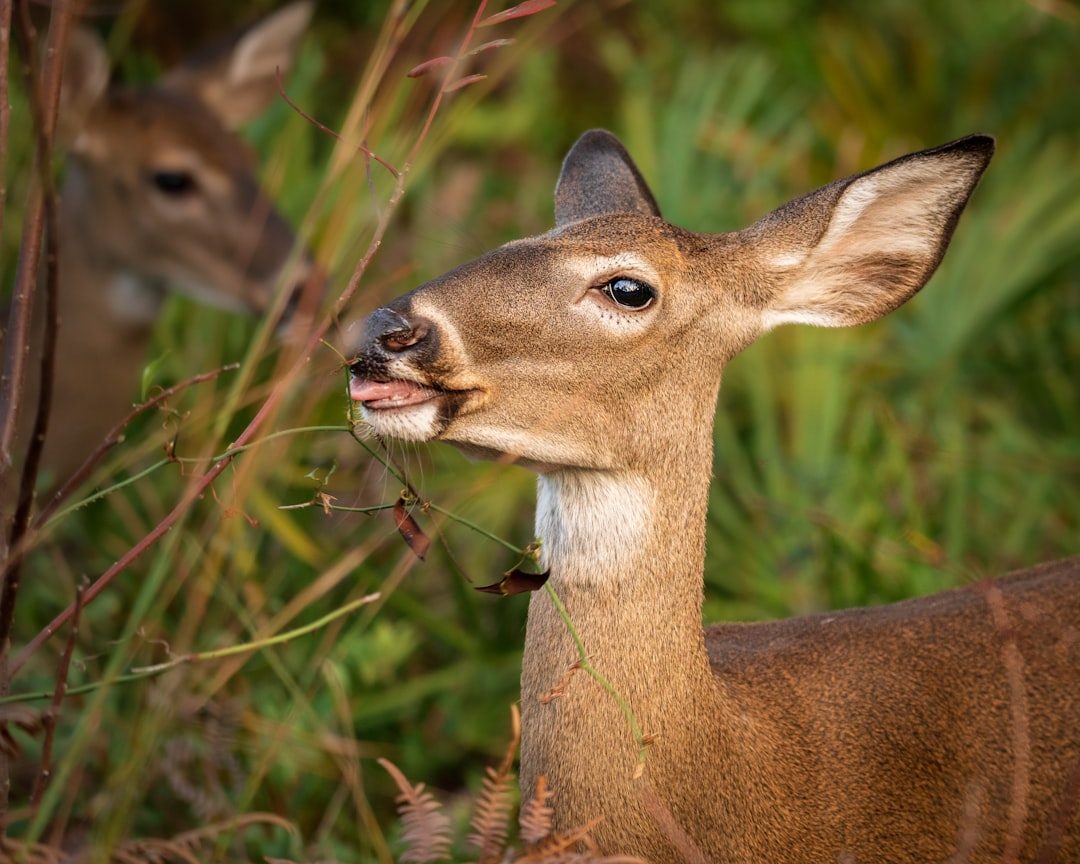 11 Native American Symbols and Their Animal Meanings - Animals Around ...