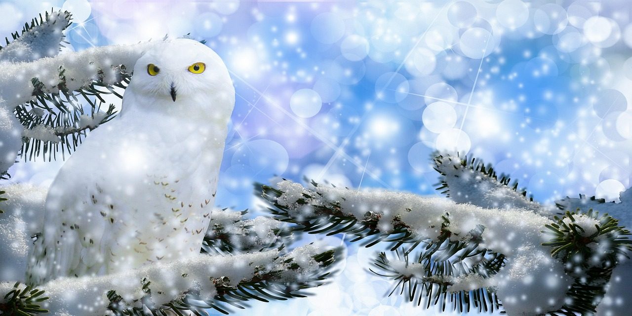 10 Animals That Surprisingly Love Cold Weather - Animals Around The Globe