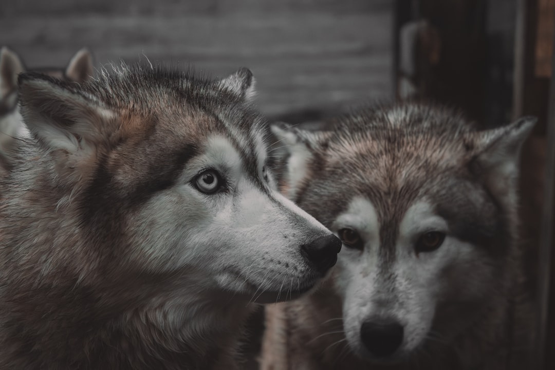 The Science of Loyalty: Why Wolves Stay Faithful for Life - Animals ...