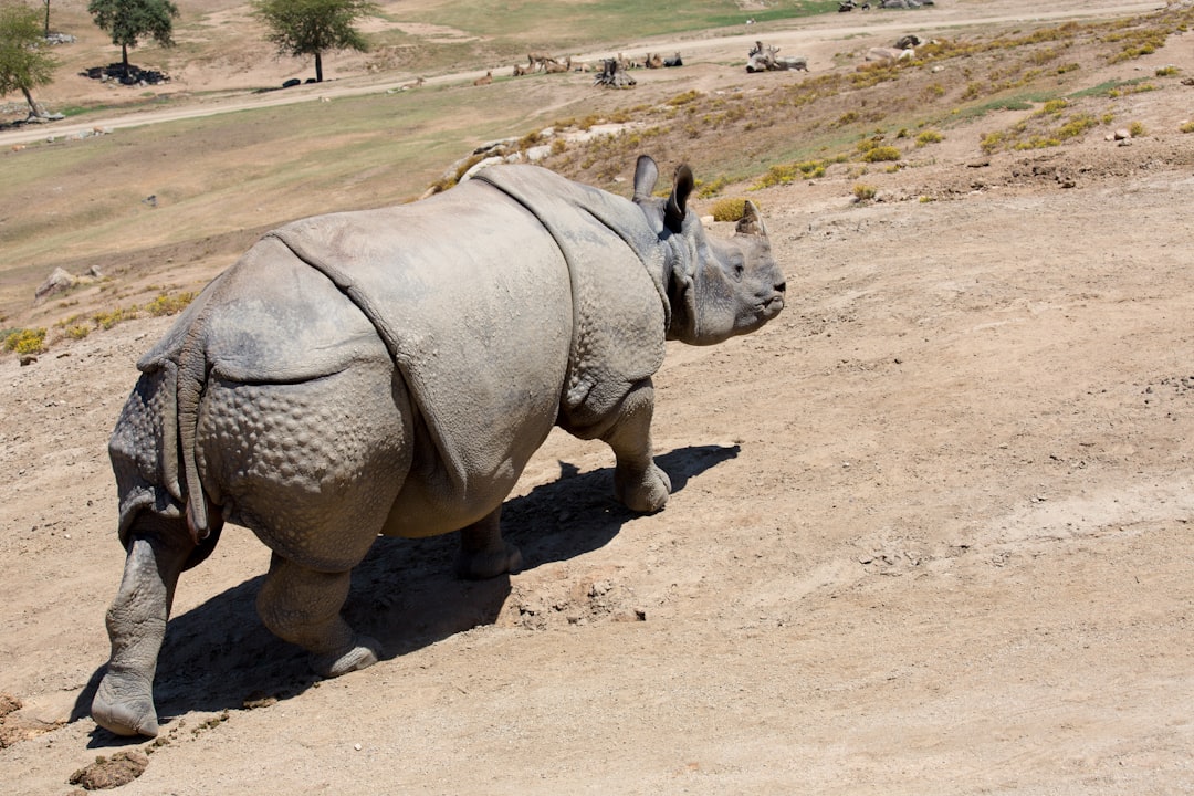 Elephant vs. Rhino: The True Giants' Battle, Explained by Rangers ...