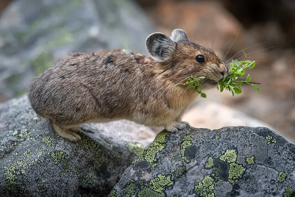 10 Incredible Facts About the Pika - The Tiny Alpine Mammal Hidden in ...