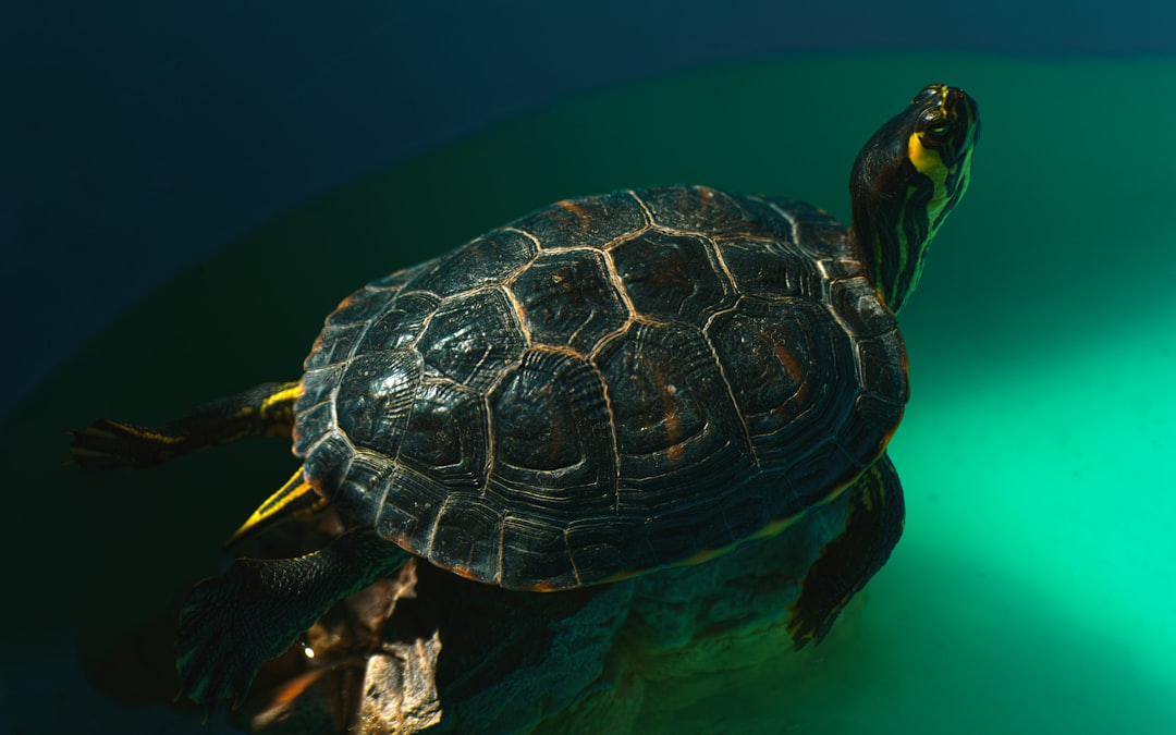 Is the The Great Turtle: 10 Reasons This Animal Symbolizes Mother Earth ...