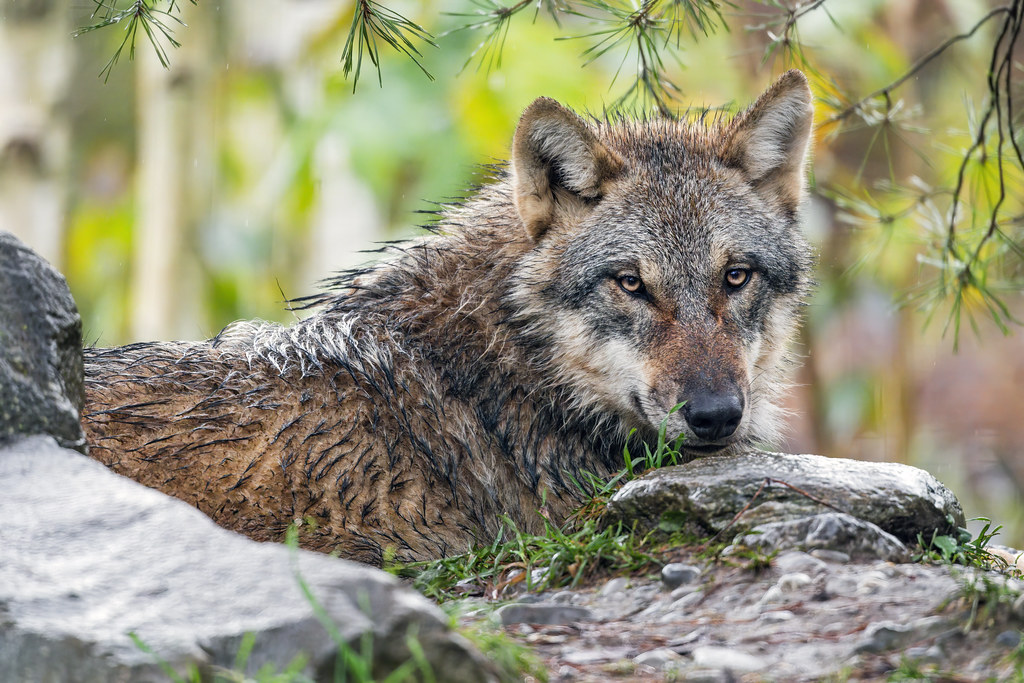 8 Facts About The Rare Vancouver Coastal Sea Wolf - Animals Around The ...