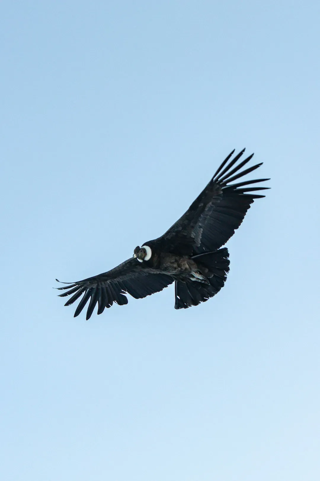 6 Facts About the California Condor One of America's Rarest Birds ...
