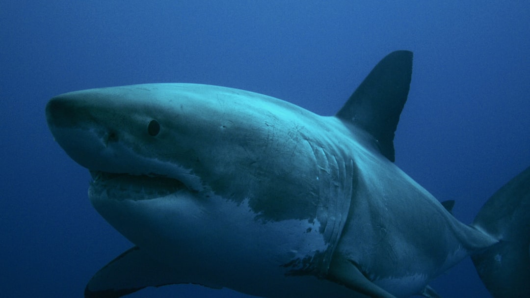10 Animals With the Strongest Bite Force - Animals Around The Globe