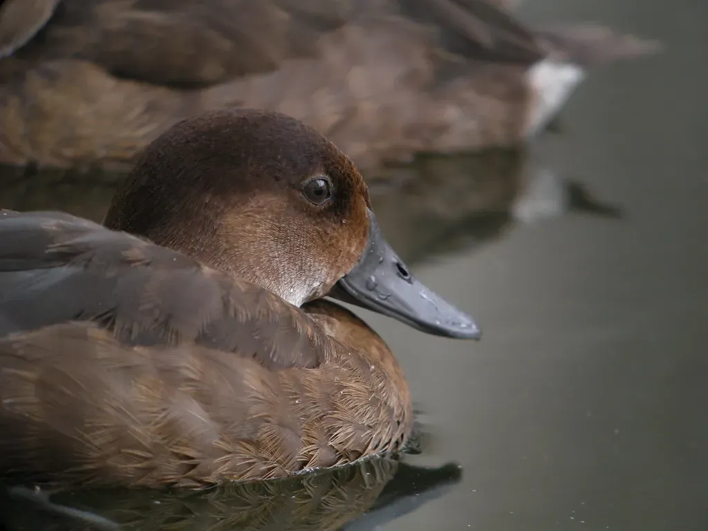 The World's Rarest Birds: 9 Species You Might Never See in the Wild ...
