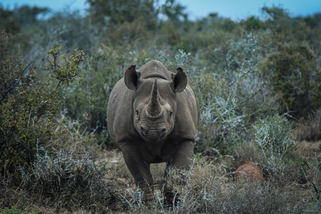 Would You Survive a Rhinoceros Charge? African Rangers Explain the One ...