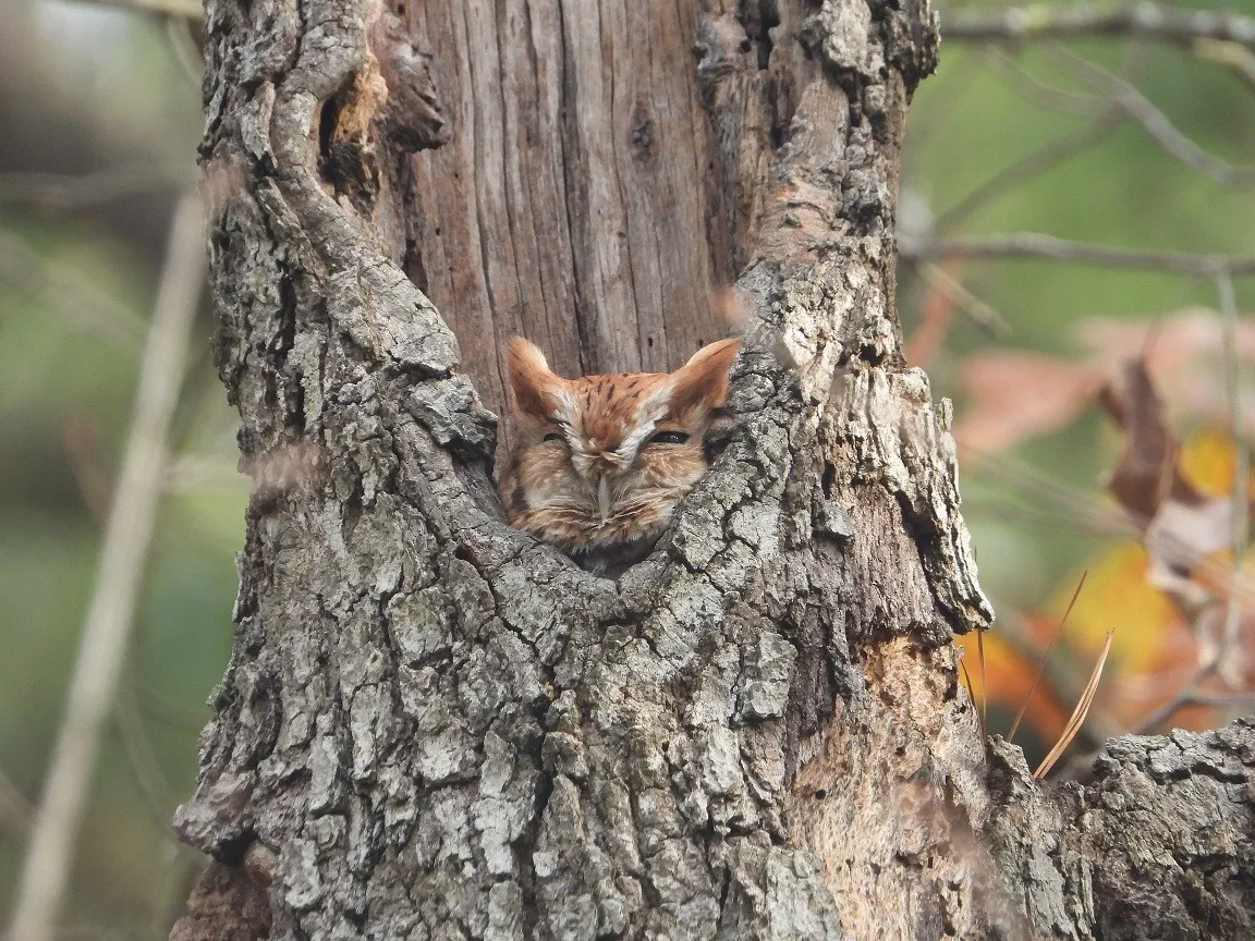 What a Screech Owl Does All Winter Without Anyone Noticing - Animals ...