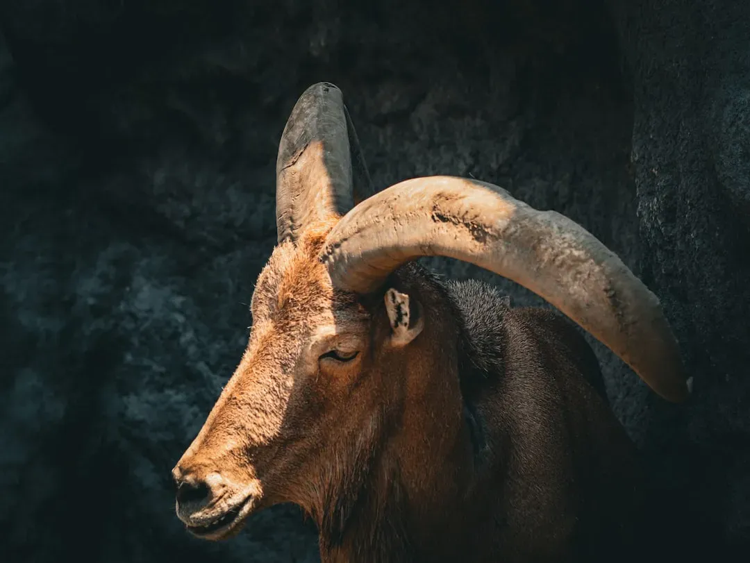 2027 Is The Year Of The Fire Goat In The Chinese Zodiac: What It Means ...