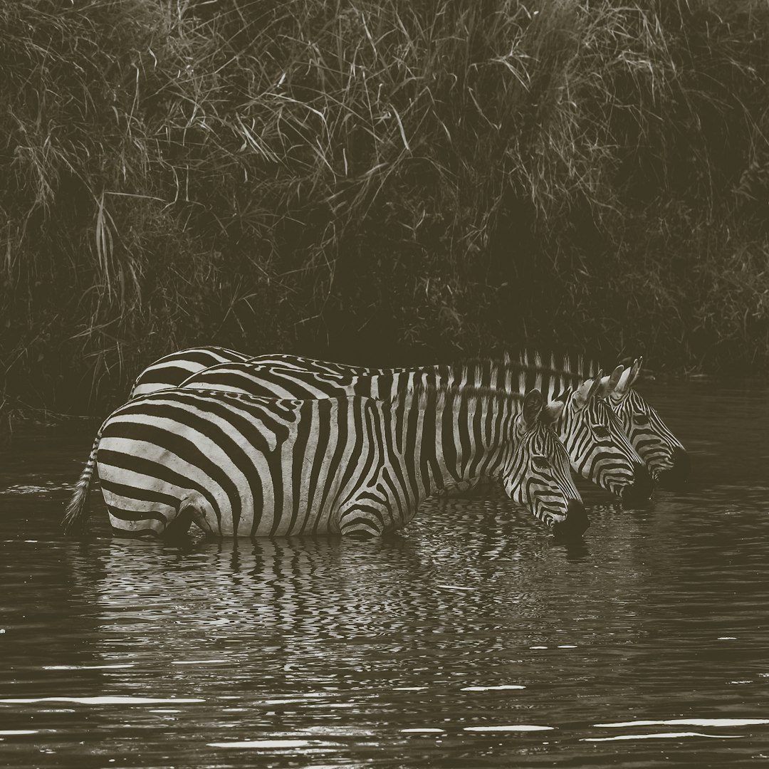Why Do Zebras Have Stripes The Surprising Science Behind Their Unique ...