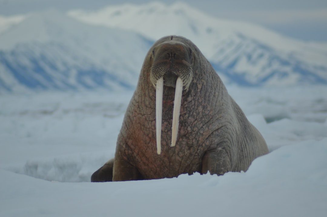 10 Animals That Surprisingly Love Cold Weather - Animals Around The Globe