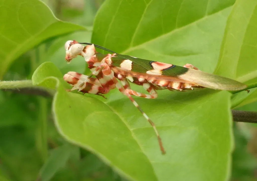 8 Facts About The Orchid Mantis: The Insect You Thought Was a Flower ...