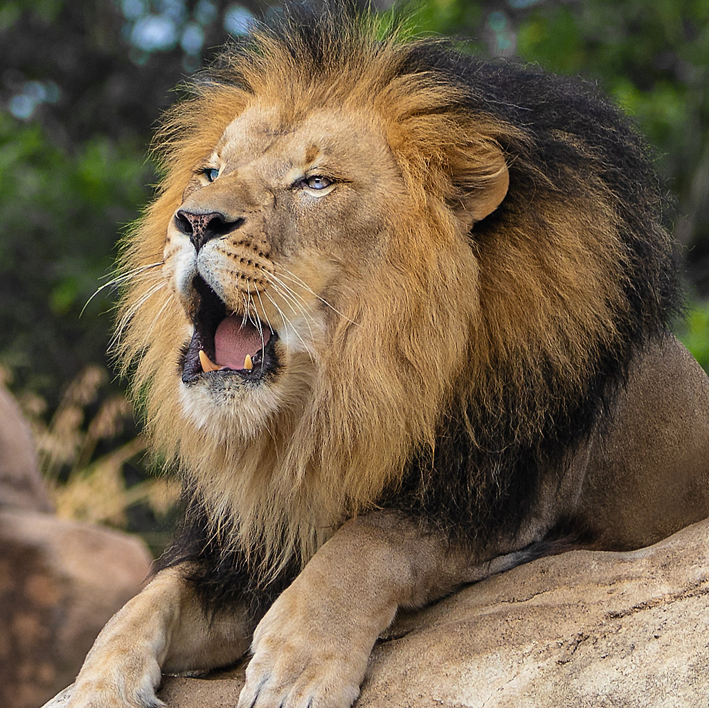 Could You Hear a Lion Roar From Five Miles Away? Scientists Measure the ...