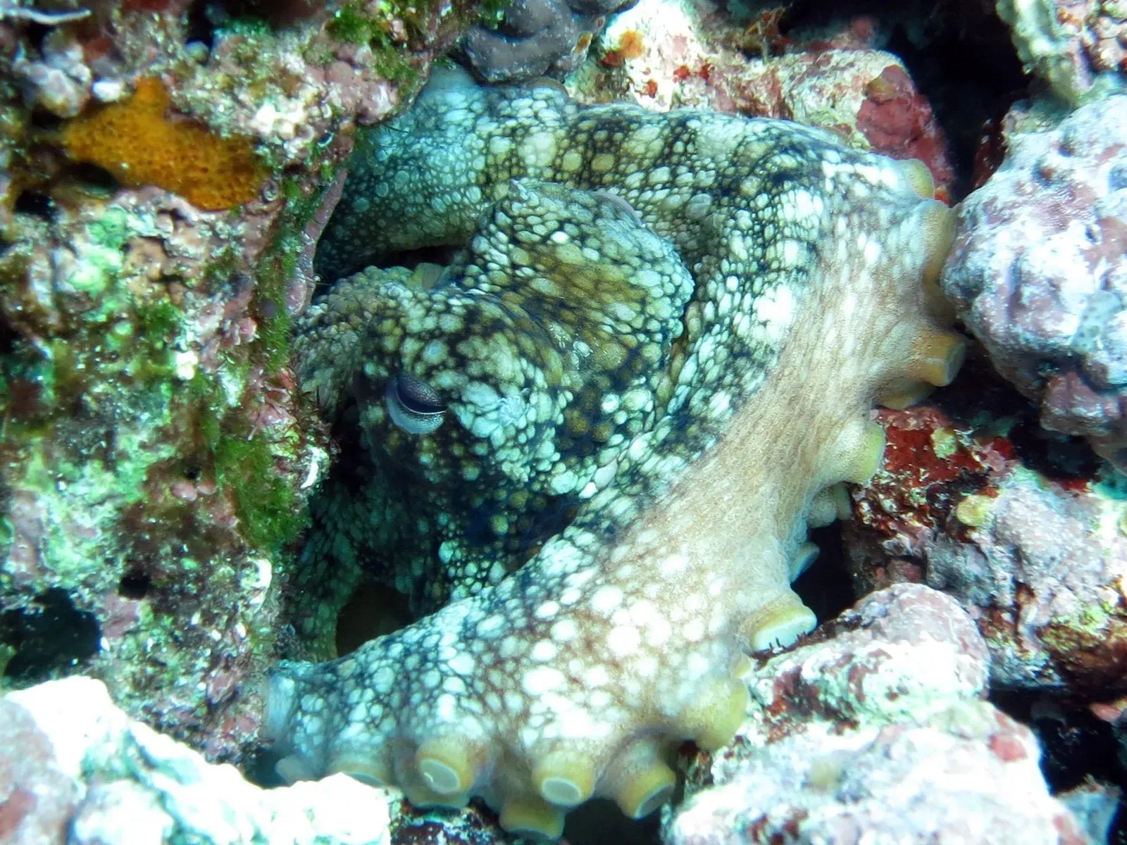 Why Do Octopuses Change Color Instantly? The Scientific Reason ...