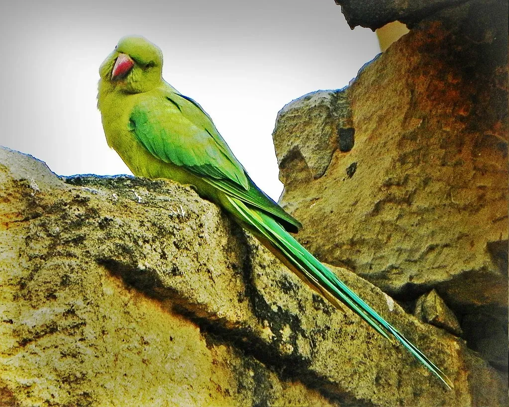10 Birds That Can Mimic Almost Any Sound They Hear - Animals Around The ...