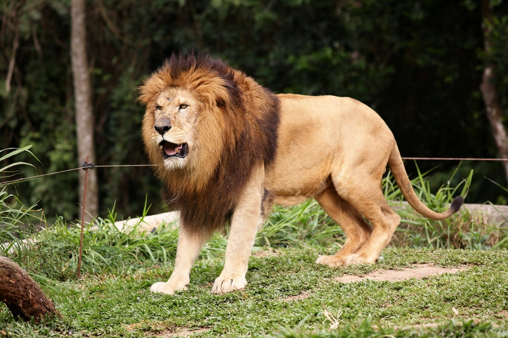 Could You Hear a Lion Roar From Five Miles Away? Scientists Measure the ...