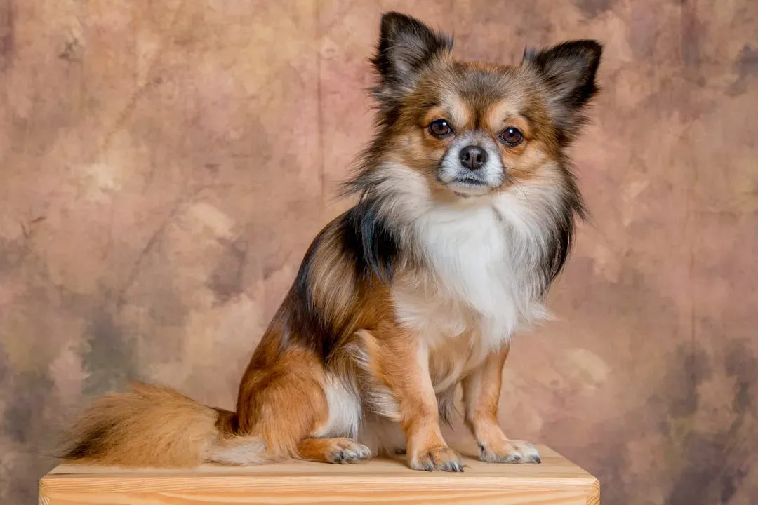 21 Small Dog Breeds That Live Longer Than Most Owners Expect - Animals ...