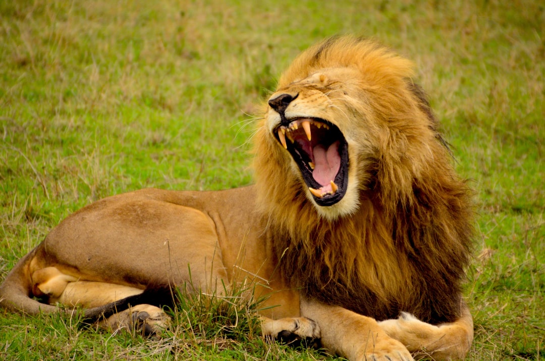 Could You Hear a Lion Roar From Five Miles Away? Scientists Measure the ...