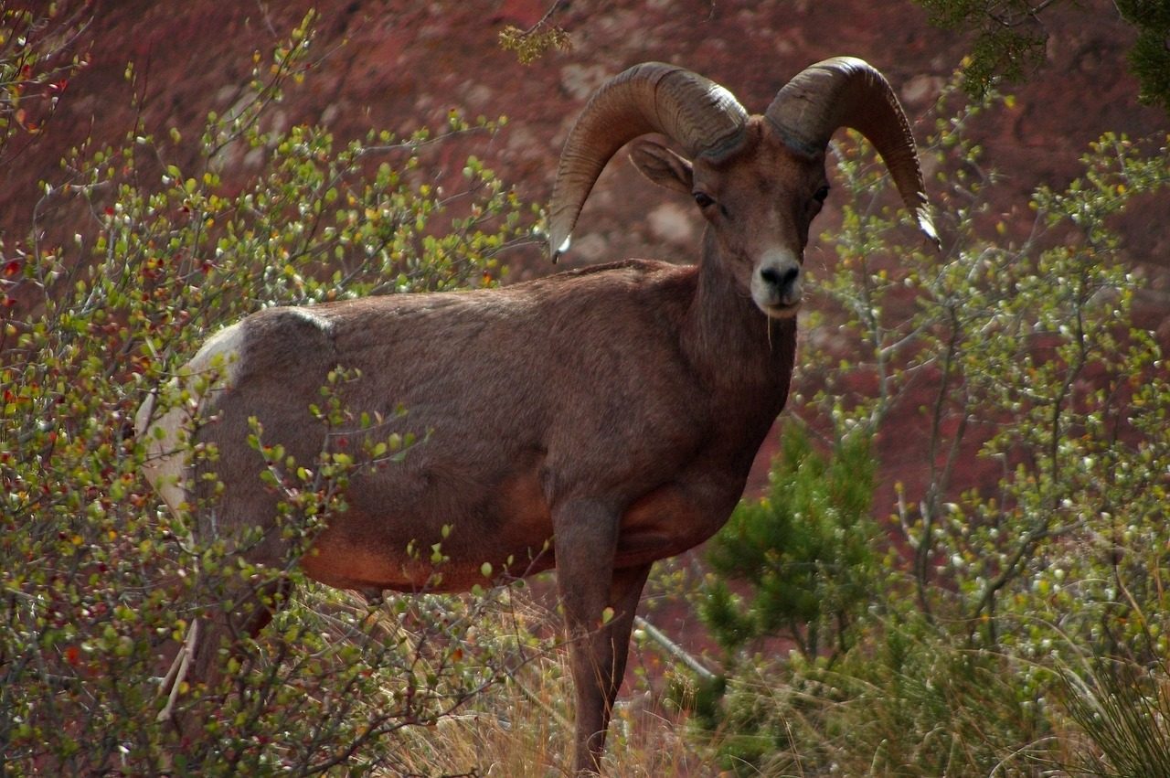 10 Animals That Thrive in North America's Harshest Deserts - Animals ...