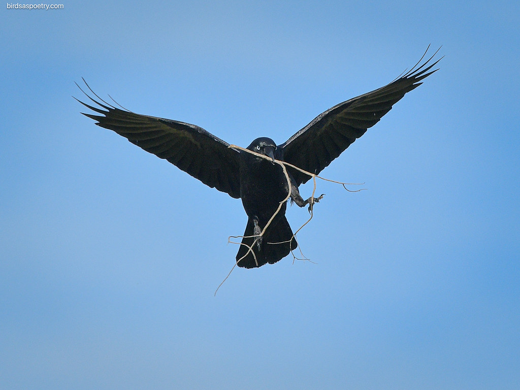 The Meaning Of the Raven as a Spirit Animal in Native American Culture ...