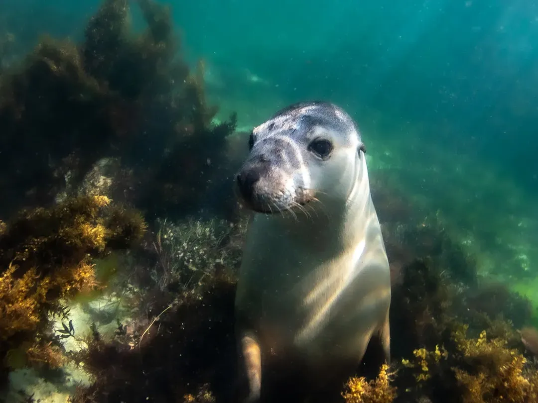 7 Amazing Facts About the Hawaiian Monk Seal: The World's Most ...