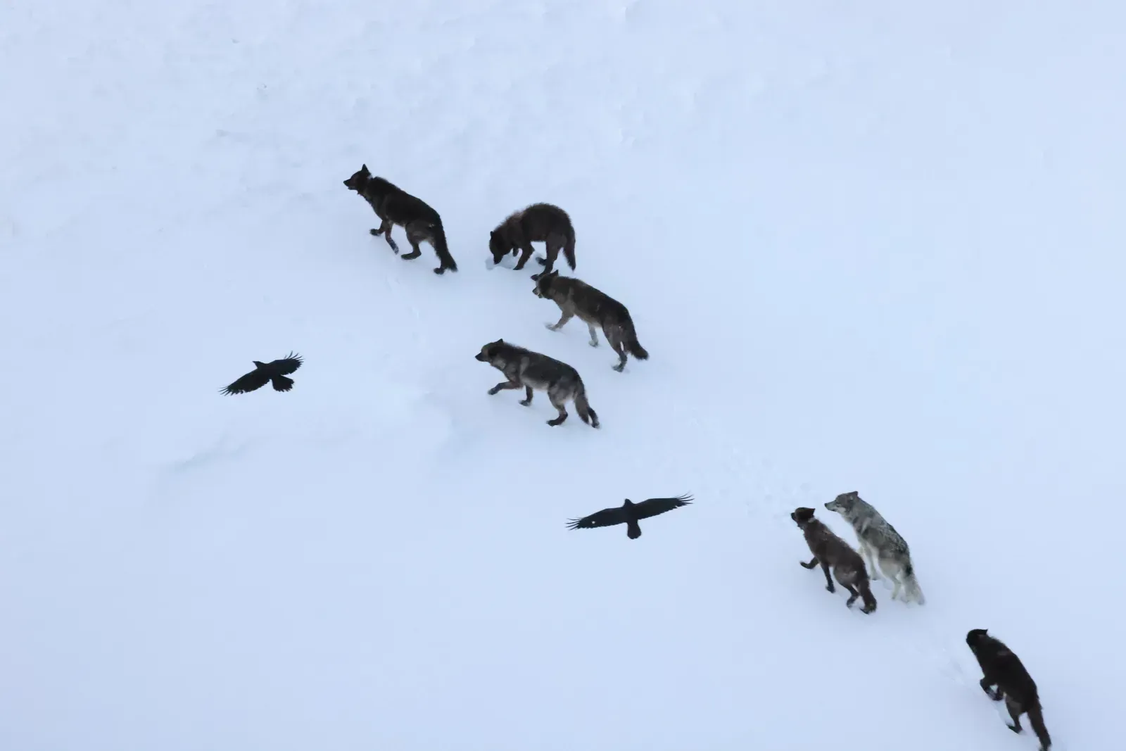 The Clever Alliance Between Wolves and Ravens That Is Changing How ...