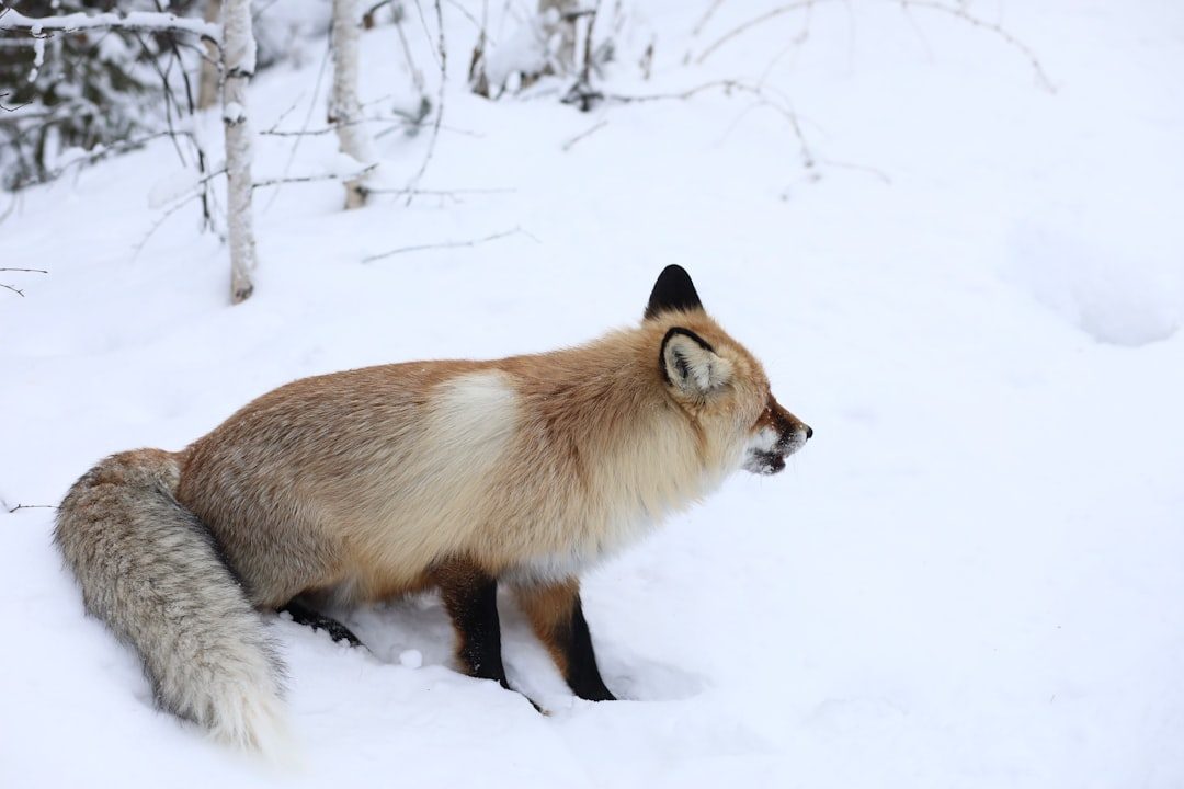10 Animals That Surprisingly Love Cold Weather - Animals Around The Globe