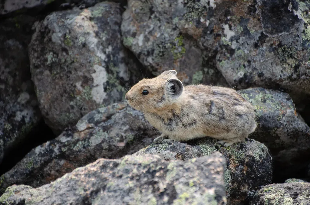 10 Incredible Facts About the Pika - The Tiny Alpine Mammal Hidden in ...