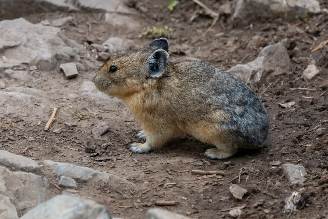 10 Incredible Facts About the Pika - The Tiny Alpine Mammal Hidden in ...