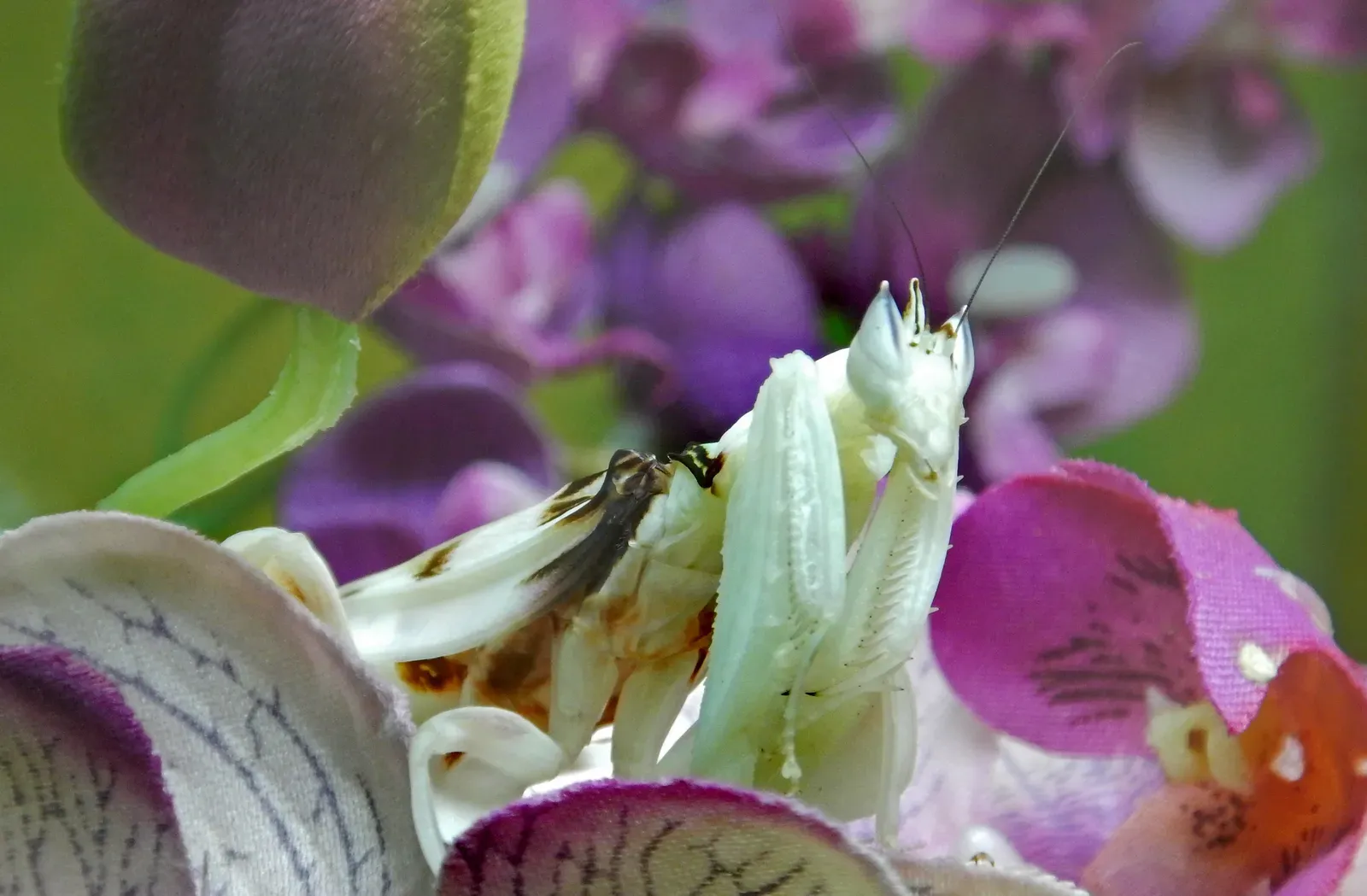 8 Facts About The Orchid Mantis: The Insect You Thought Was a Flower ...