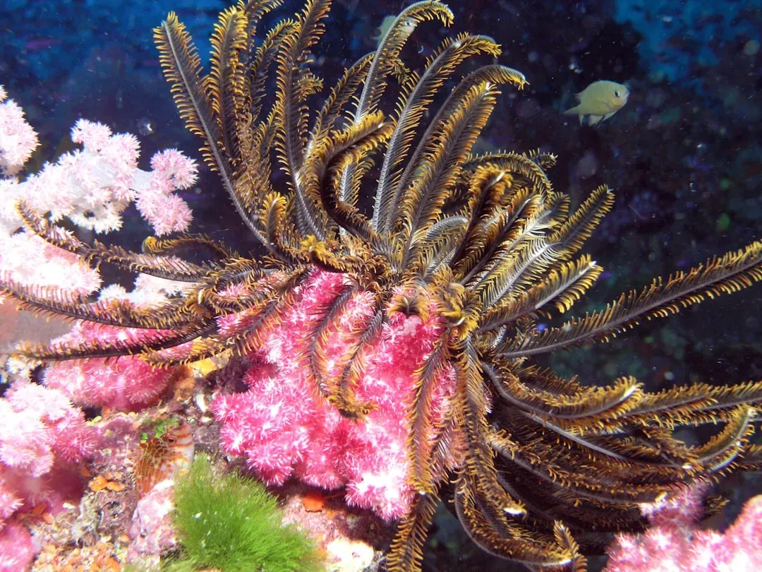 10 Fascinating Deep-Sea Creatures Discovered In The Ocean's Mysterious ...