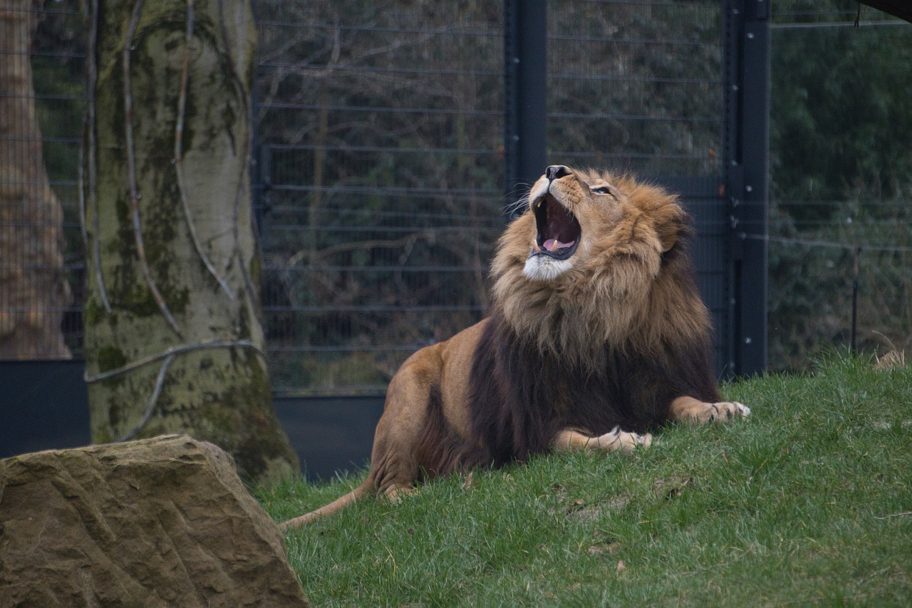 Could You Hear a Lion Roar From Five Miles Away? Scientists Measure the ...