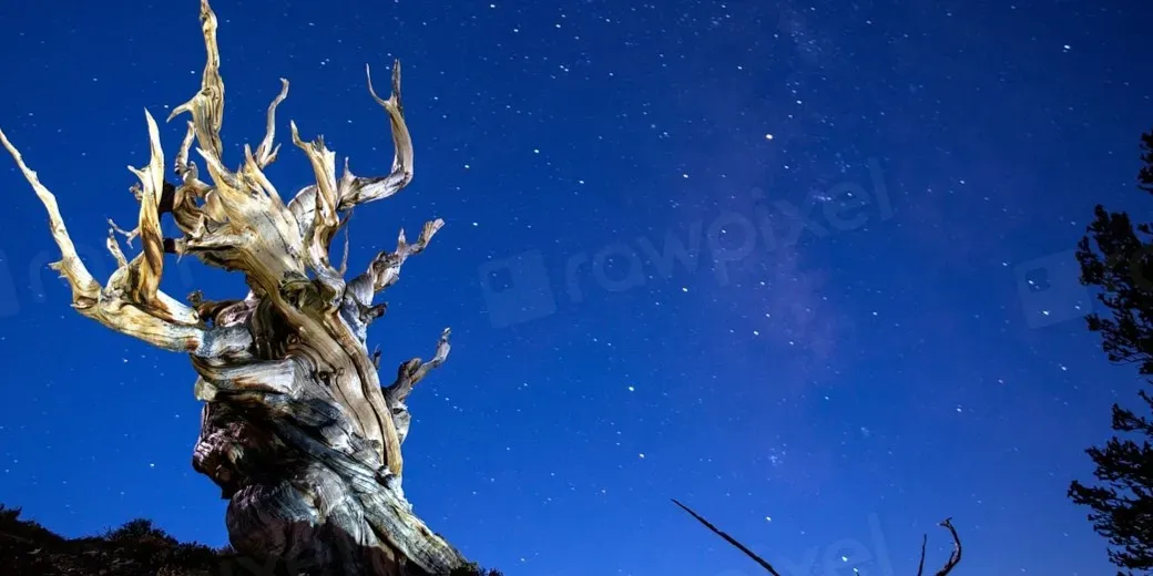 9 Facts About the 4,600-Year-Old Bristlecone Pines Living in the ...