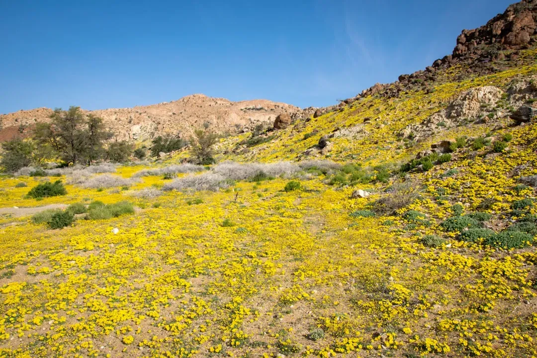 The Surprising Wildlife Boom After Heavy Rainfall Seasons – Climate Compass
