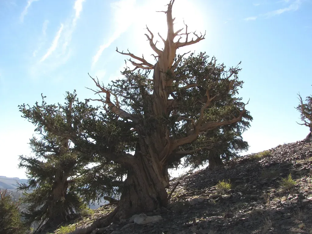 9 Facts About the 4,600-Year-Old Bristlecone Pines Living in the ...