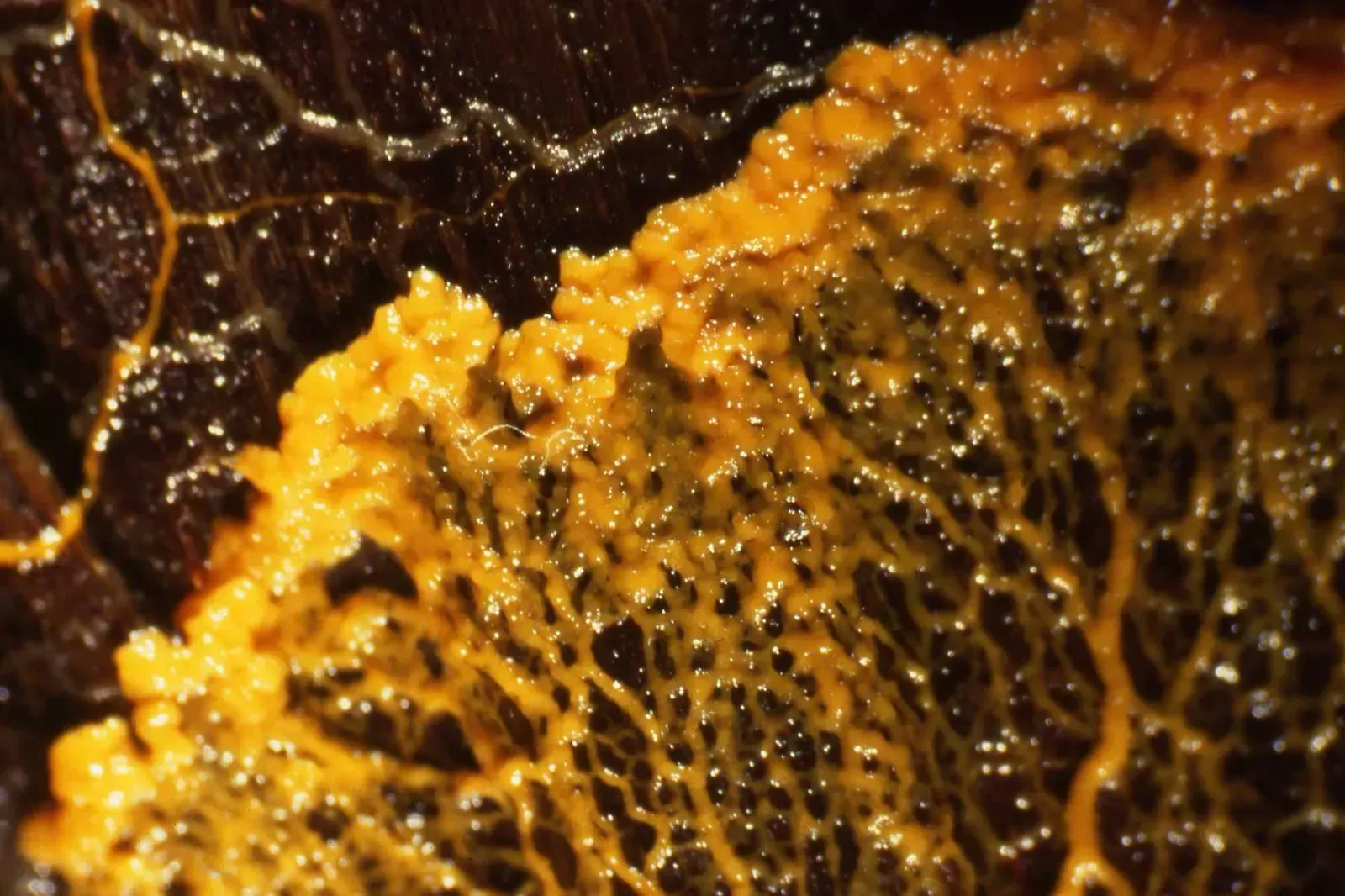10 Things Scientists Find Fascinating That Have Nothing to Do With What ...