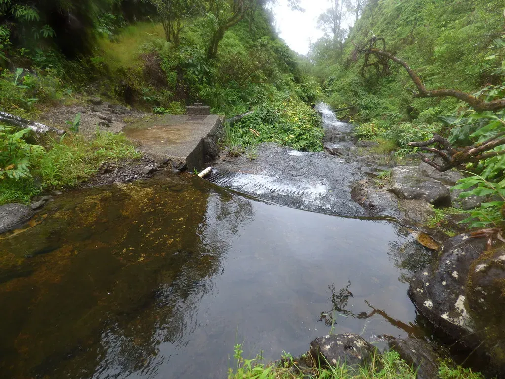 Foraging by the Stars: Which Wild Edibles Match Your Sign's Personality ...