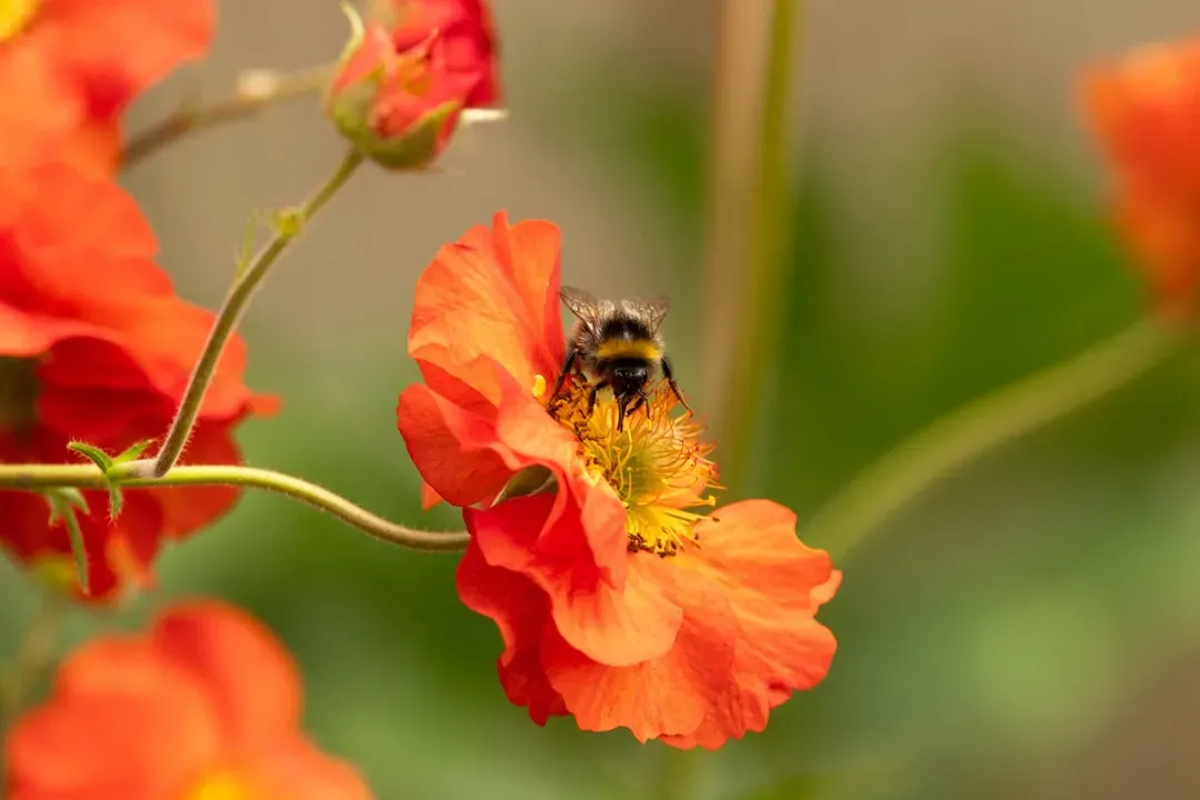 Your Step-by-Step Guide to Creating a Climate-Resilient Garden ...