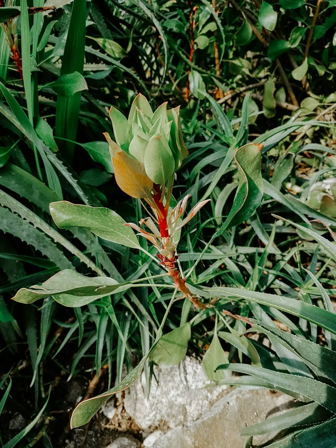 Foraging by the Stars: Which Wild Edibles Match Your Sign's Personality ...